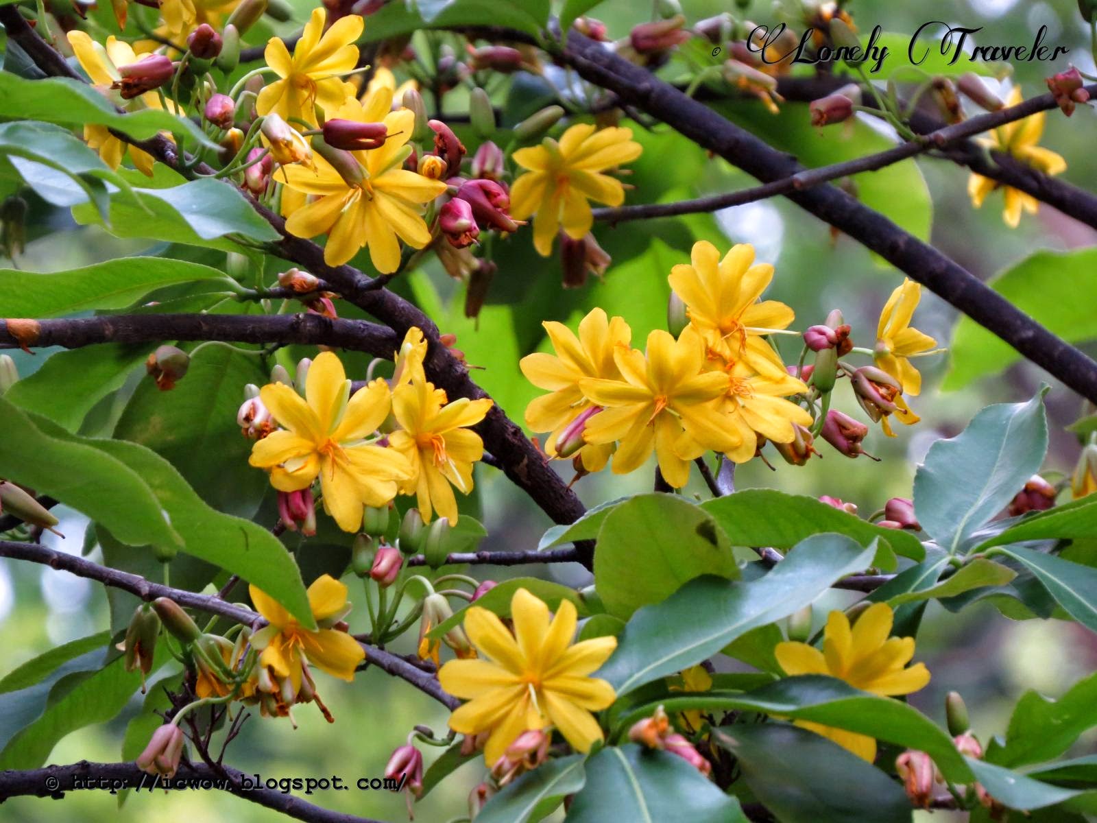 Konok Chapa - Ochna squarrosa