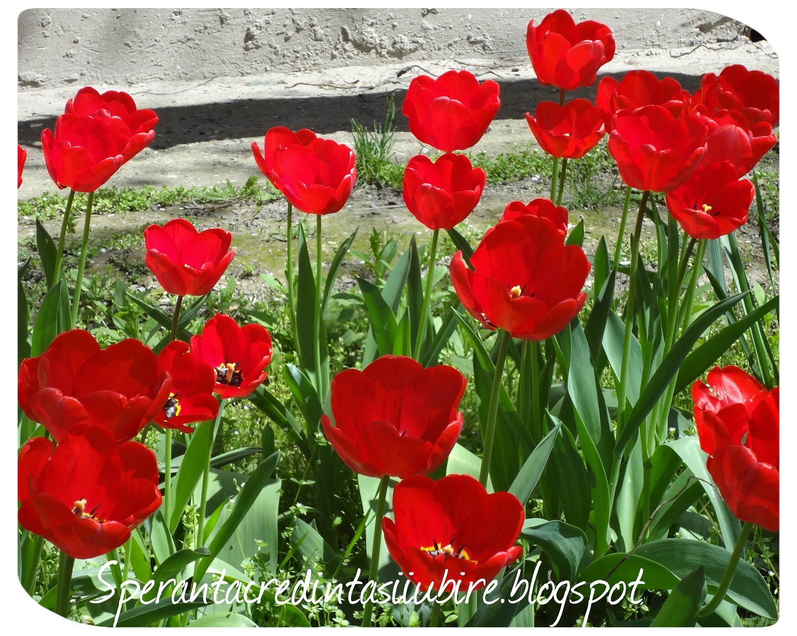 Speranta, credinta si iubire: Lalele, lalele