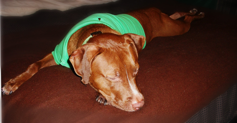 Pit Bull Frogs: Pit Bull Frog Photos