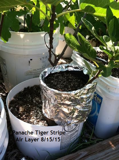 Figs Fort Smith!: Air Layering Fig Trees