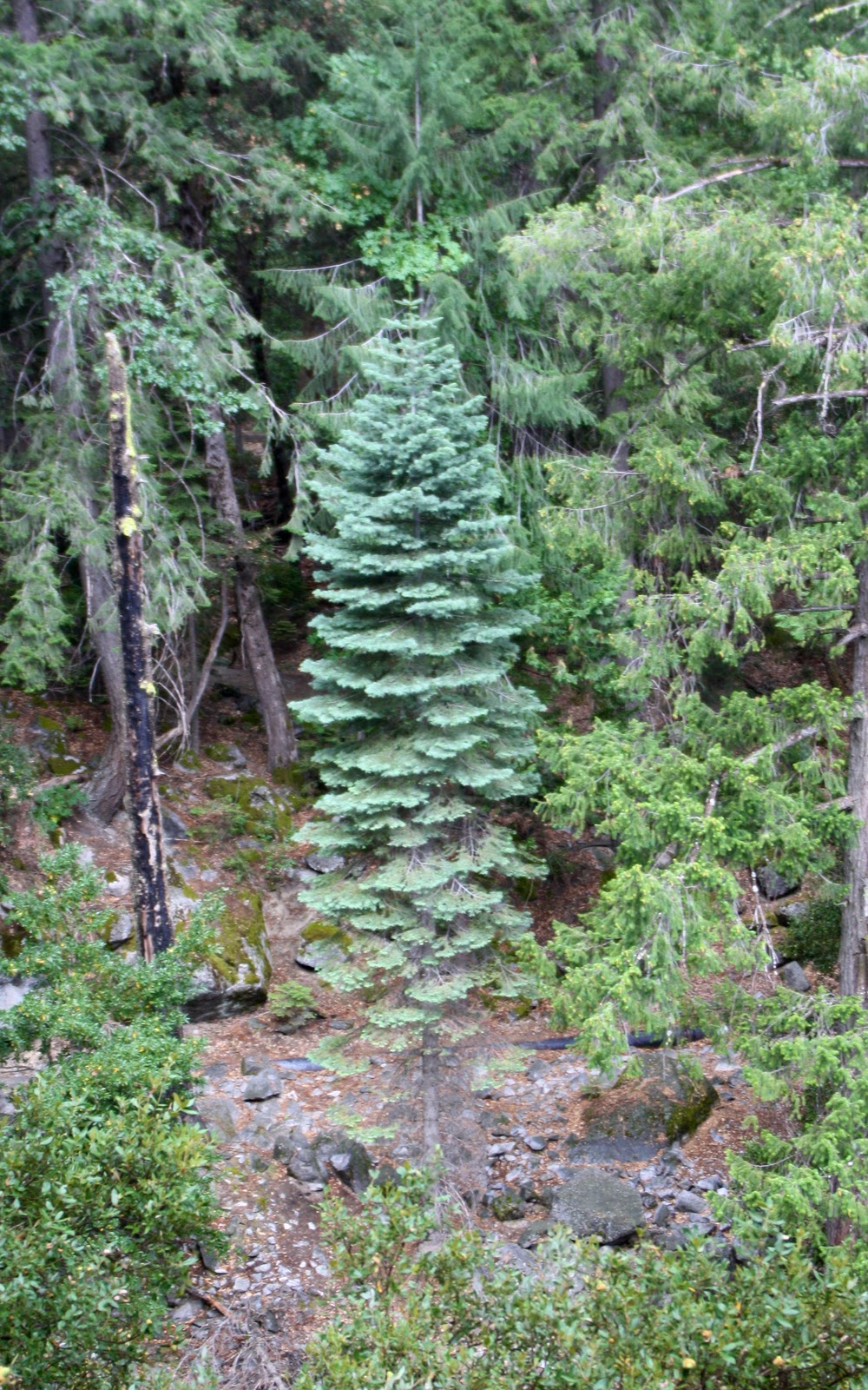 The Land Community: Silver Fir