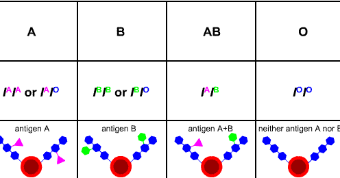 Easy to me: ABO blood group system