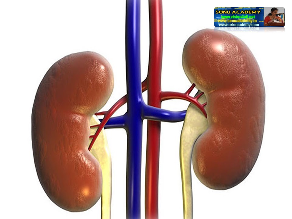 SONU ACADEMY: HUMAN KIDNEY-TEXT