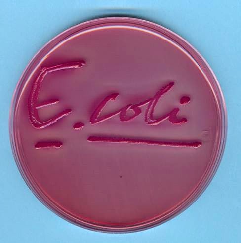 EscherichiaColi
