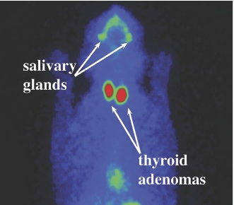 Animal Endocrine Clinic: Confirming the Diagnosis of Hyperthyroidism in ...