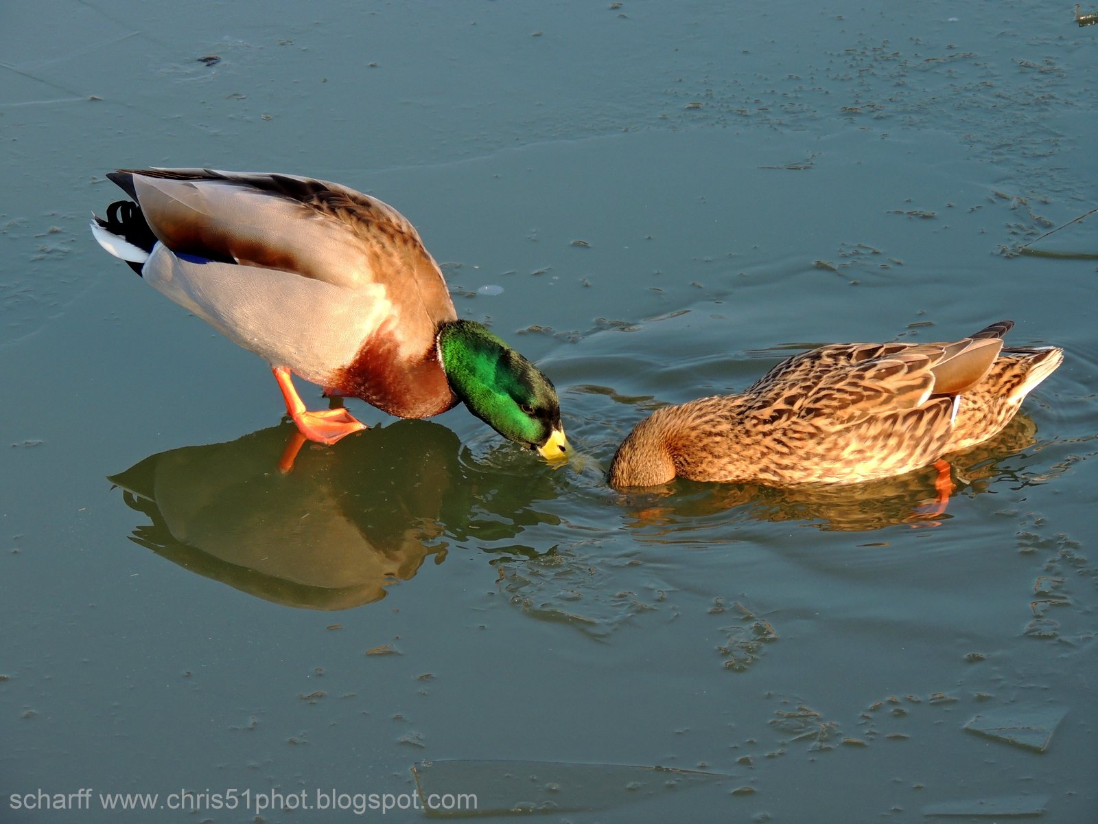photosnature et pol: couple de canards colverts buvant