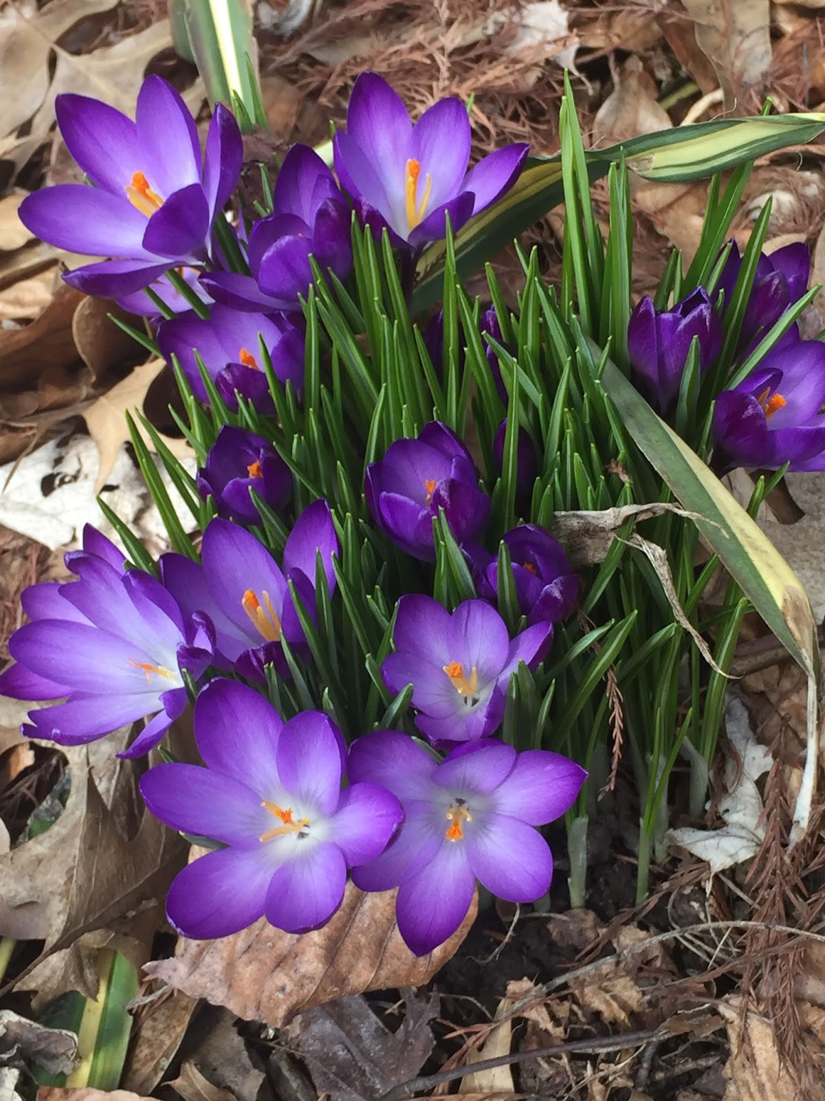 The Phytophactor: Friday fabulous flower - Harbinger of spring