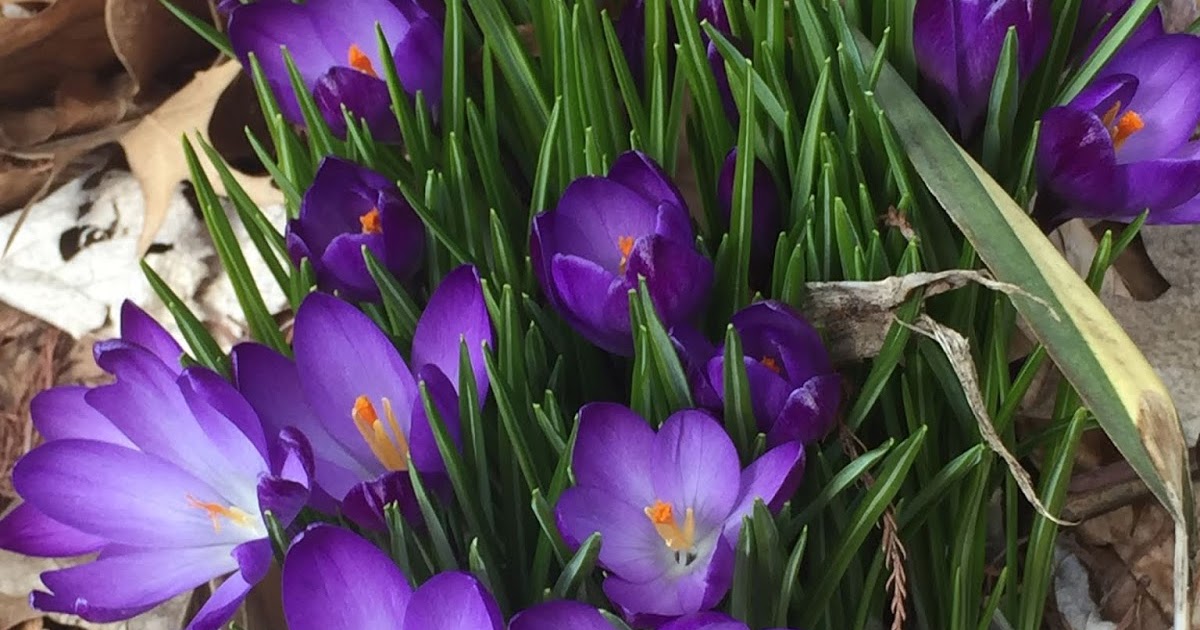 The Phytophactor: Friday fabulous flower - Harbinger of spring