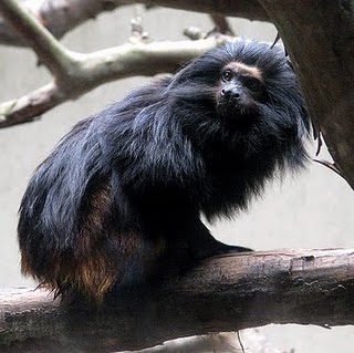 MICO LEÃO PRETO (Leontopithecus chrysopygus)