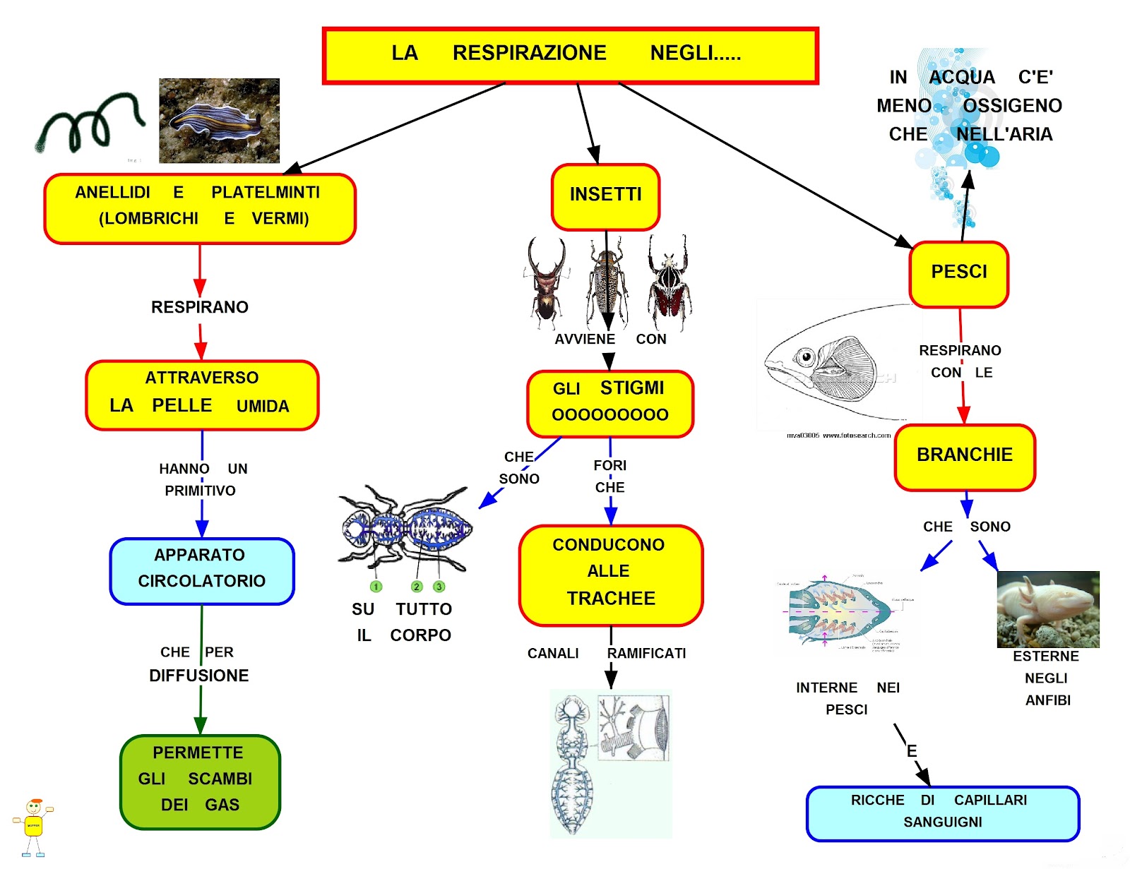 Mappa concettuale: Respirazione insetti e pesci • Scuolissima.com