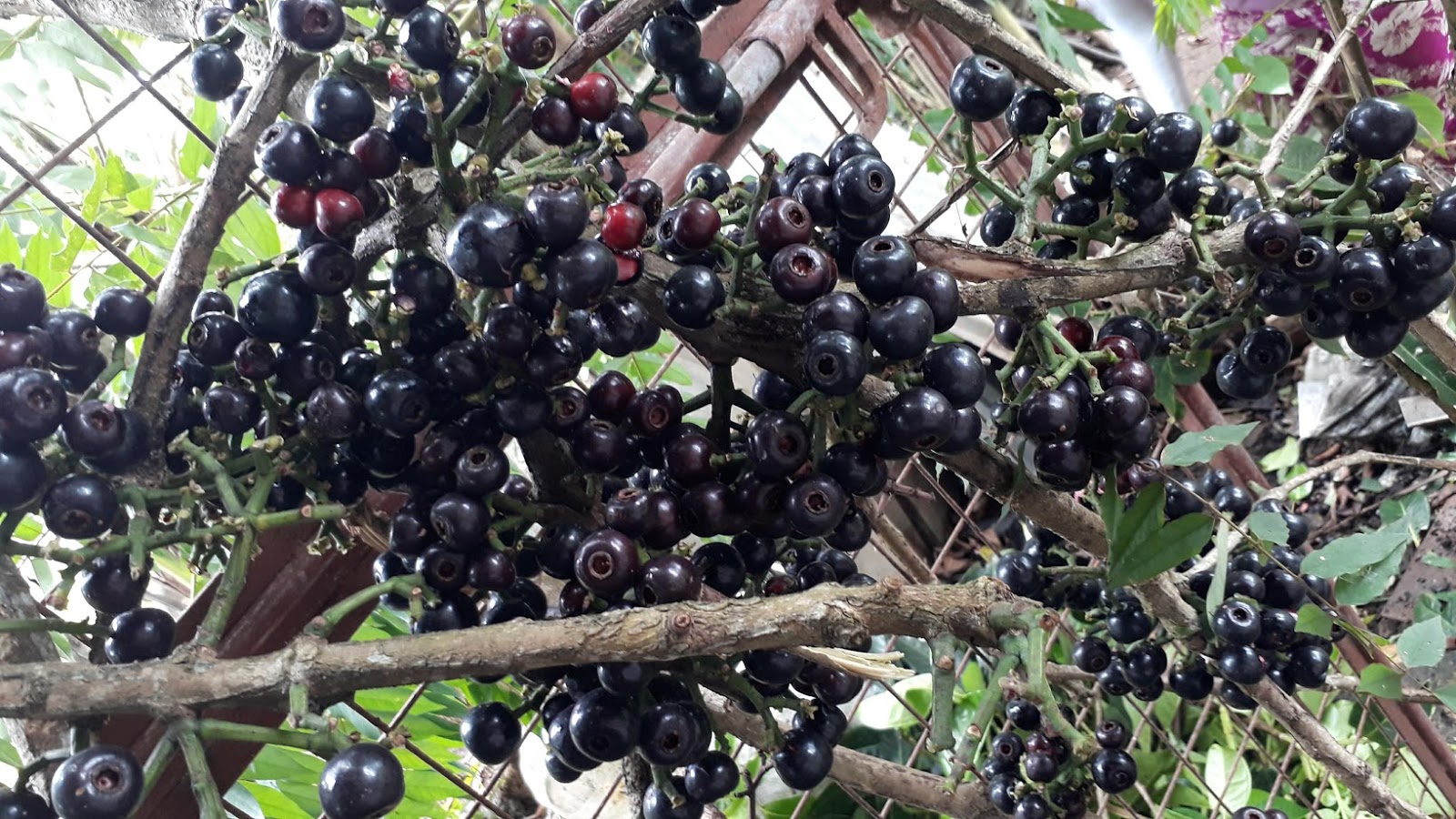 IRGUHAN NG MGA INFANTAHIN: LIPOTE FRUITS/LIPOTE JAM