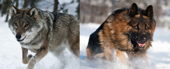 Cães: Cão e lobo - membros de uma só família.