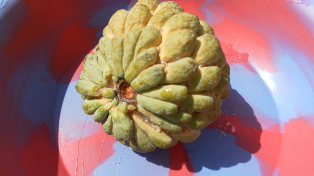 marriage & millet: Fruit Taxonomy