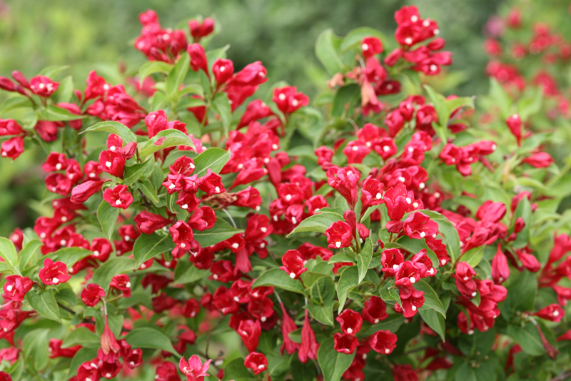 Proven Winners® ColorChoice® Plant of the Week: Plant of the Week ...