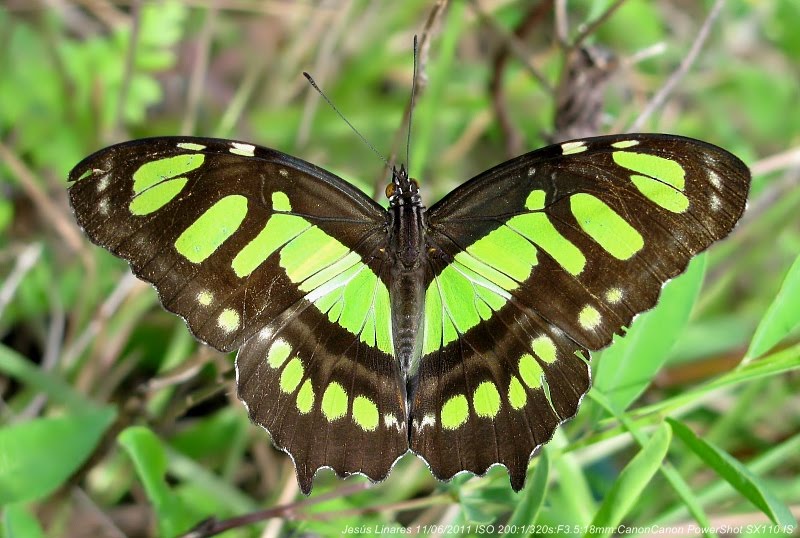 JLinaresP: Siproeta stelenes (Linnaeus, 1758)
