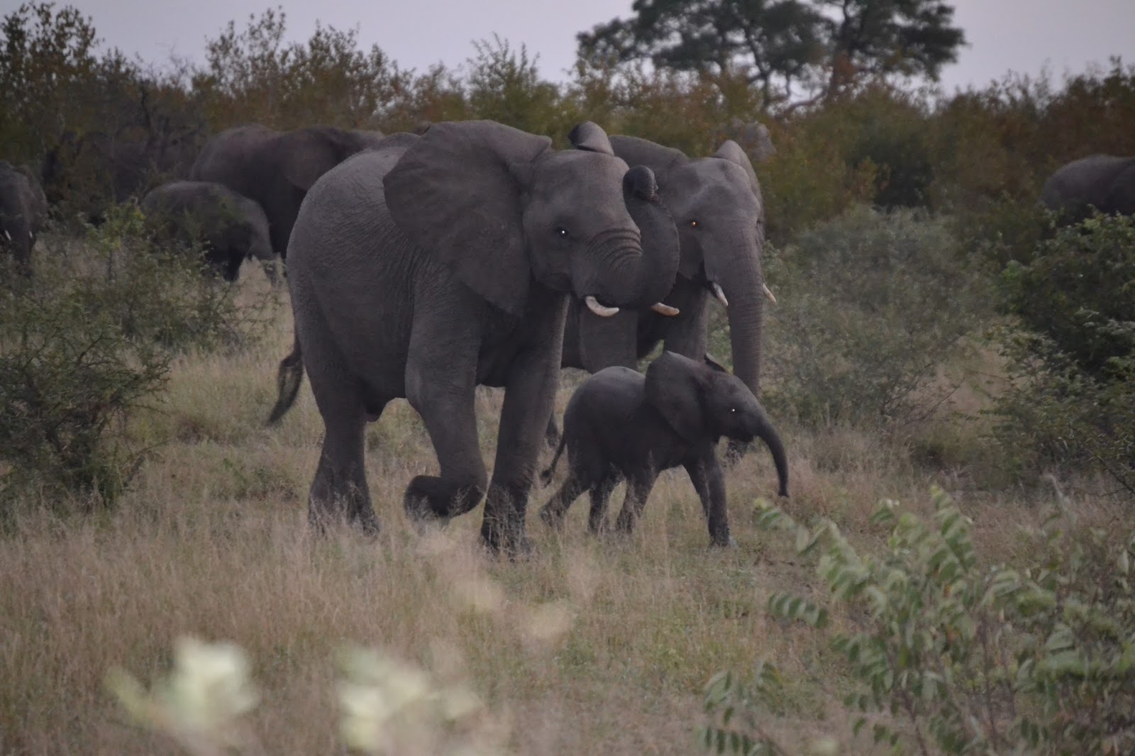 The British Seppanens