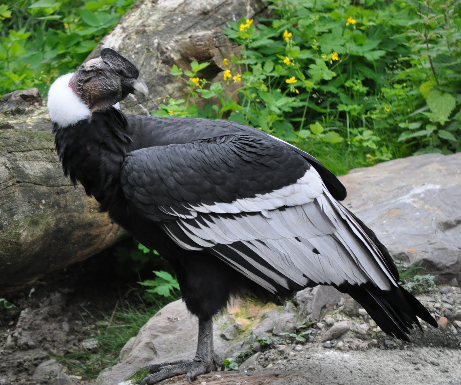 ZOOTOGRAFIANDO (MI COLECCIÓN DE FOTOS DE ANIMALES): CONDOR ANDINO ...