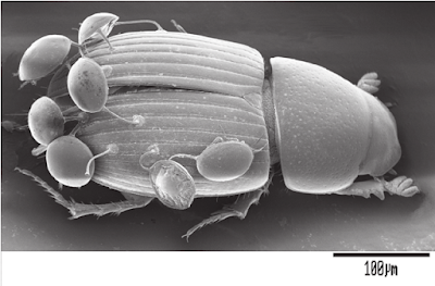 Variety of Life: Uropoda
