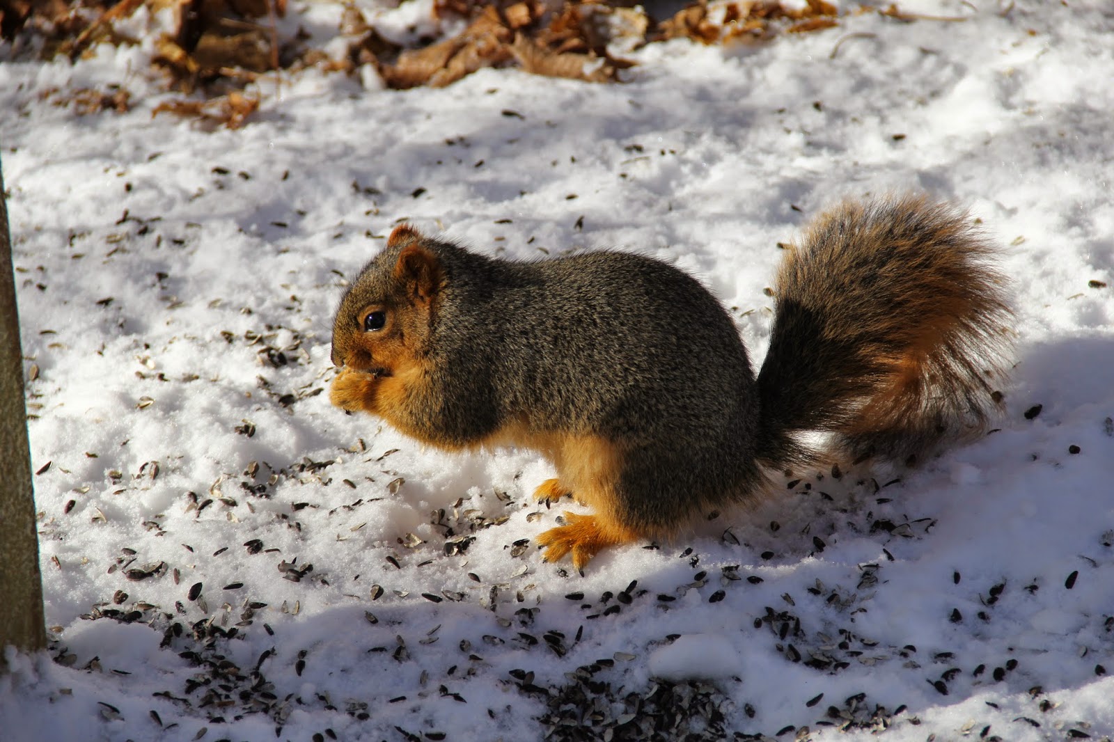 Isabella Conservation District Environmental Education Program: Fuzzy ...