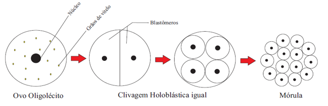 Material de Apoio de Embriologia Veterinária: Clivagem