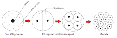 Material de Apoio de Embriologia Veterinária: Clivagem