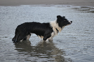 Devongem Border Collies