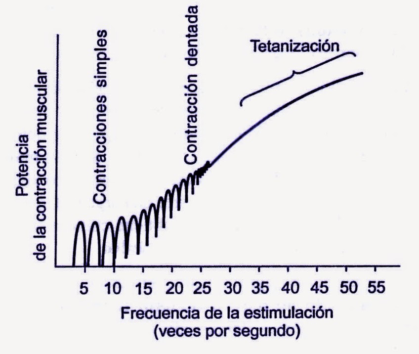 Tipos de contracción muscular - Bioquímica y Fisiología humana