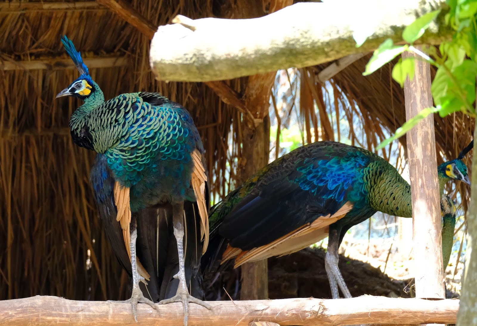 Mike is the name Birding is the game ( Birding in Malaysia - Malaysian ...