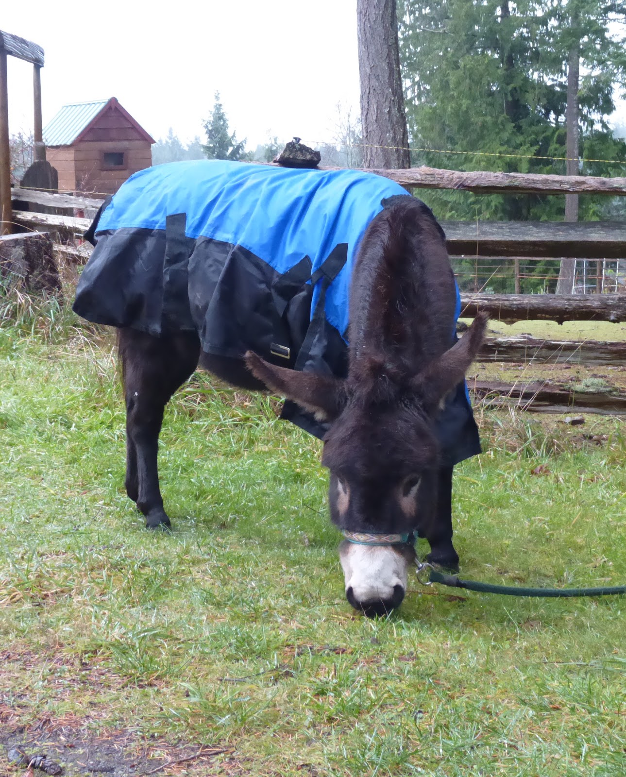 A Donkey Diary: Fall again and thoughts about donkey "clothing!"