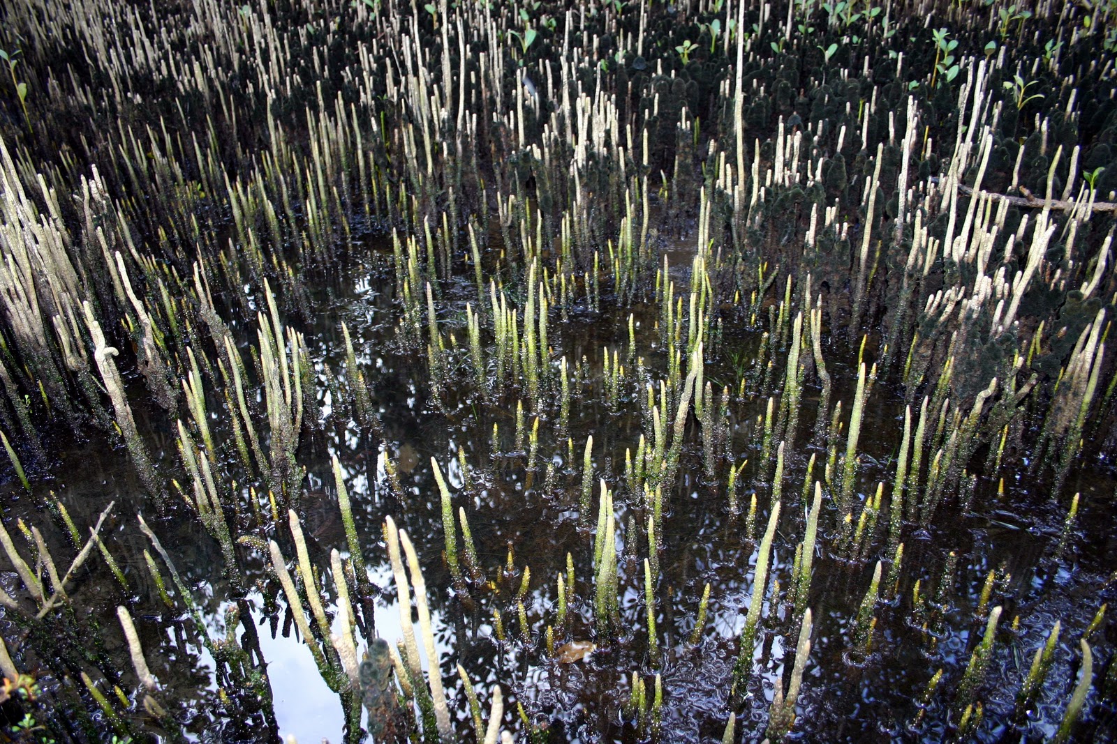 Pneumatophores Roots