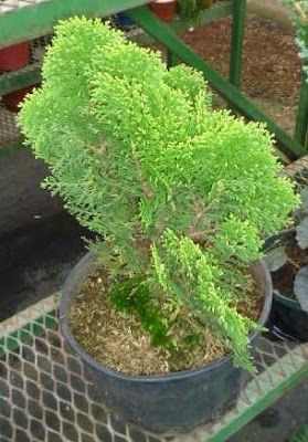 Tropical Gardens: Catálogo de Plantas