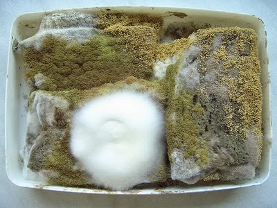 El moho en nuestra vida: ¿Qué es el moho?