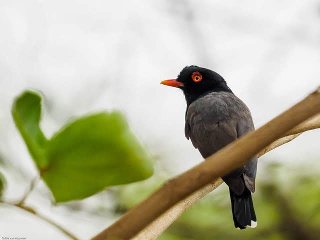 Πριόνωψ - Ορνιθοπανίδα