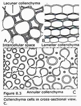 Biswajit's biology: Collenchyma