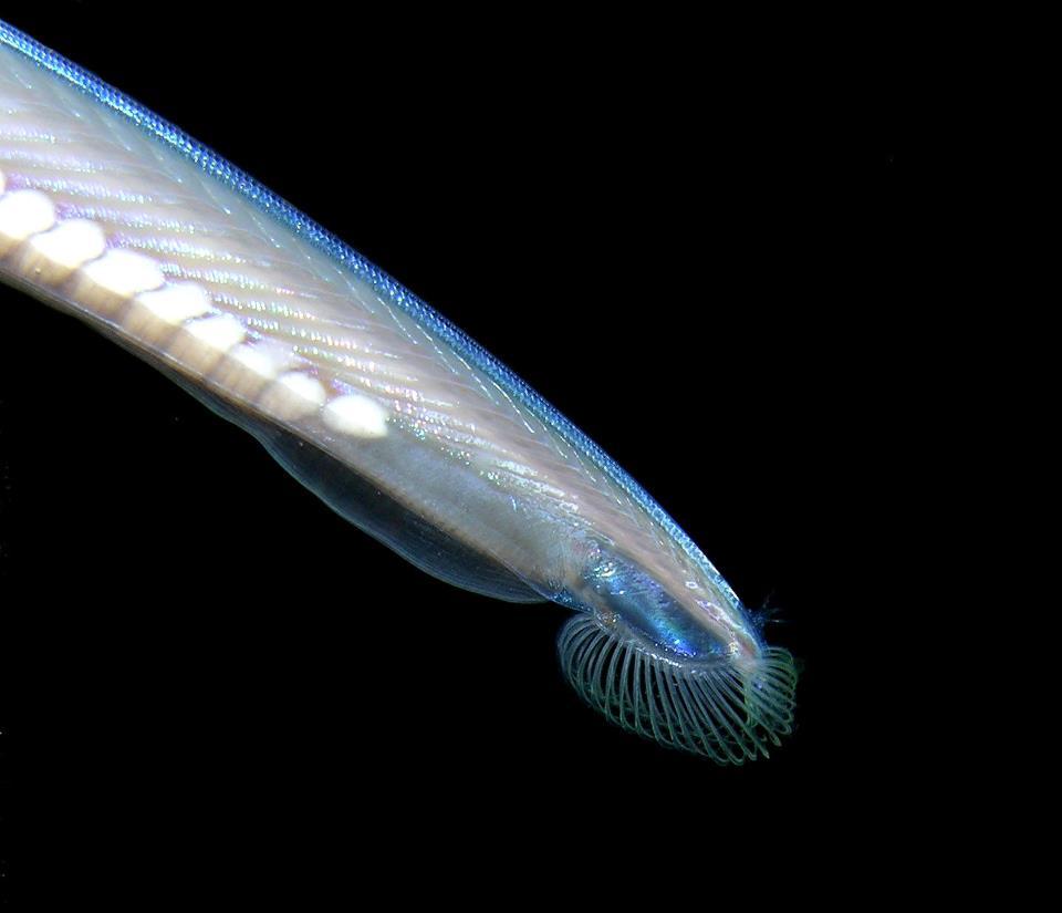 Mitoslavia: 12/06/17