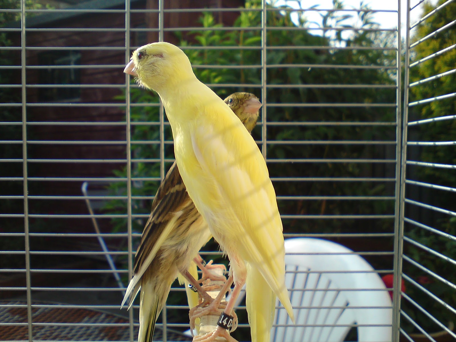 a scotch fancy canary blog: New birds off to first show
