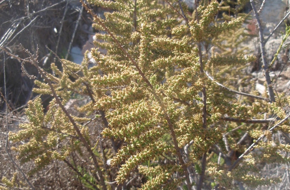 HERBARIO VIRTUAL DE BANYERES DE MARIOLA Y ALICANTE: Tamarix gallica ...