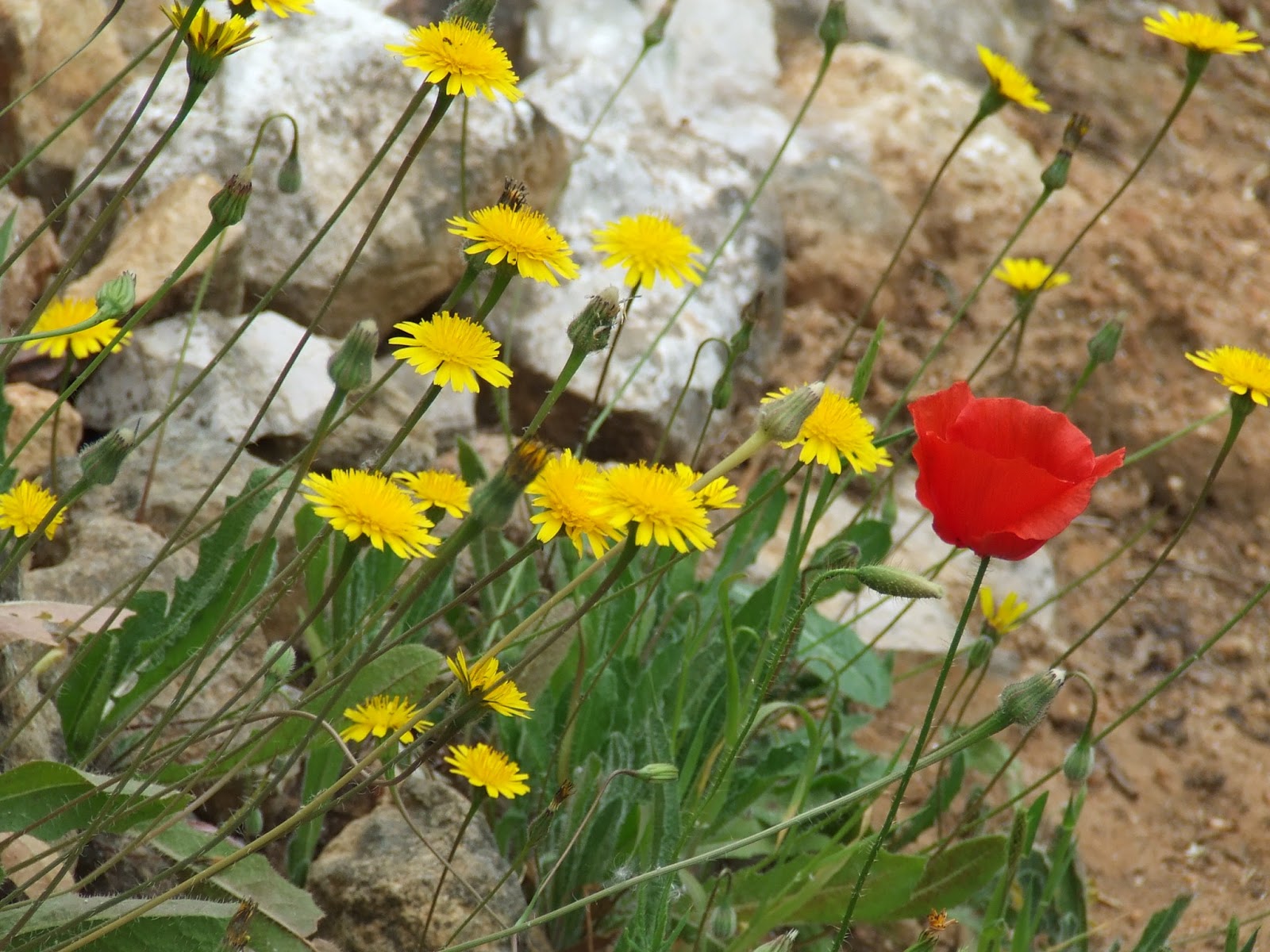 Educação Ambiental n'A ROCHA: Flores