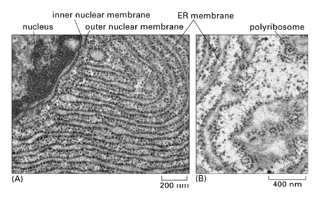Retículo Endoplasmático