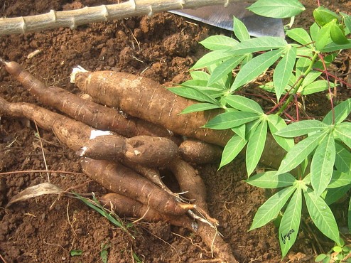 Cassava Cultivation - Mr. Cultivation