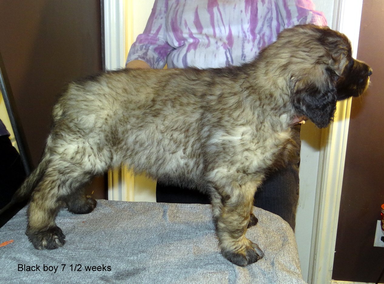 Heronview Leonbergers: Conformation shots of puppies