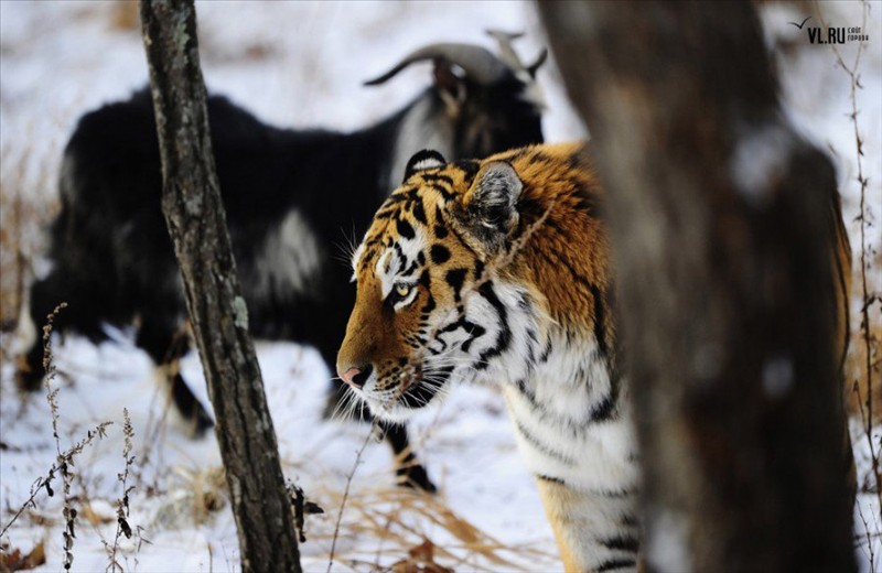 An unusual friendship between a tiger and a goat - My Interests
