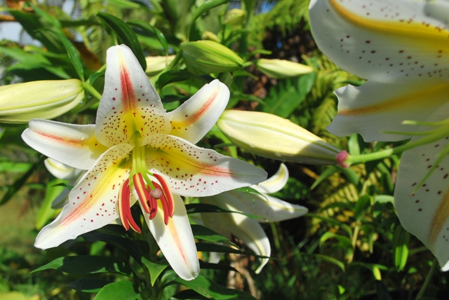 All About Lily: Choosing your lilies