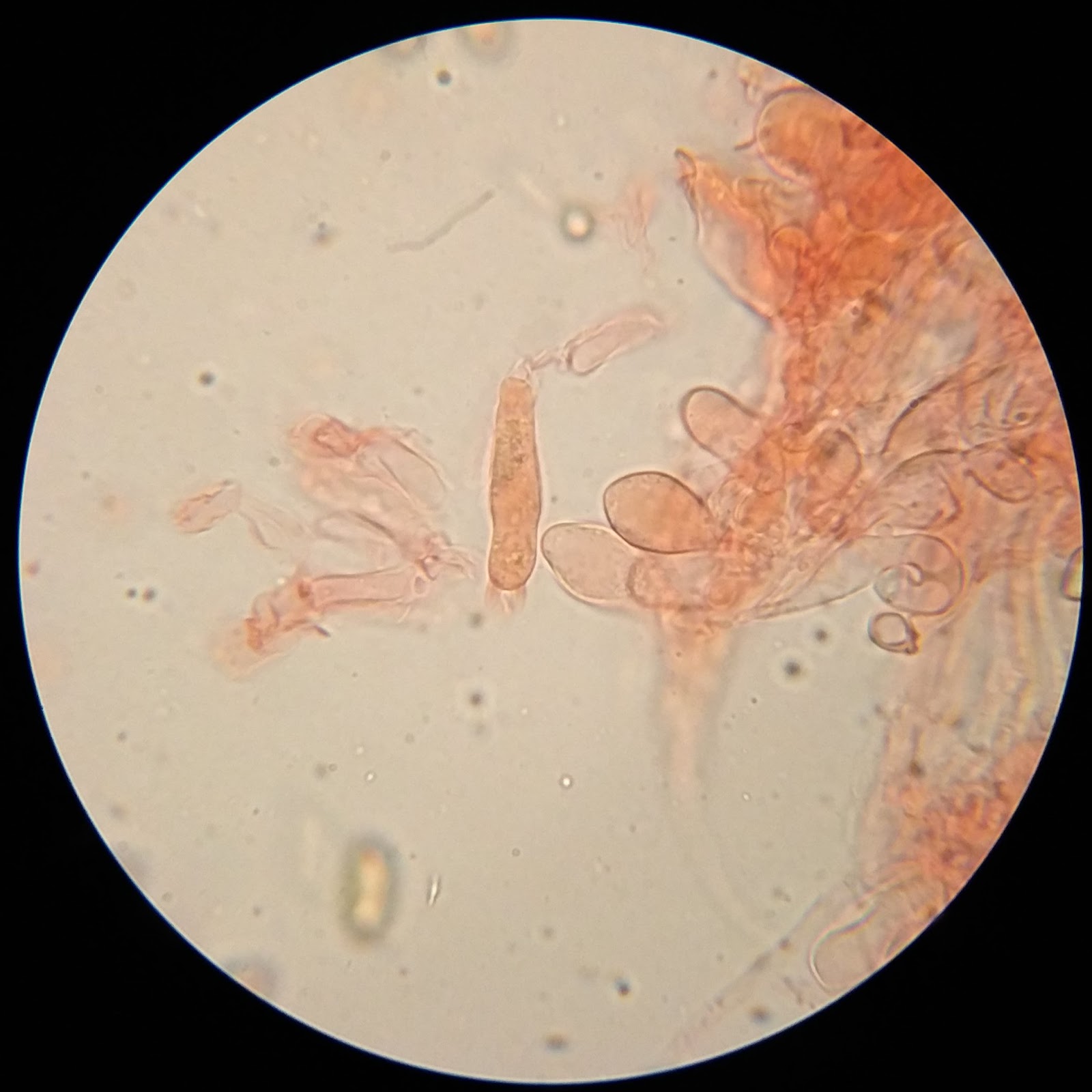 Misidentifying Fungi: October 2017