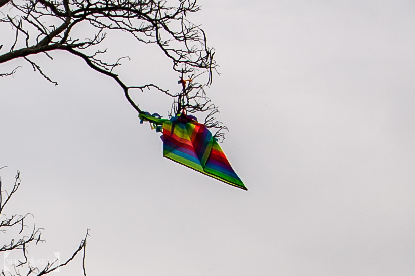 Charlie Brown's Kite-Eating Tree is REAL! - Shona Skye Creative Photography