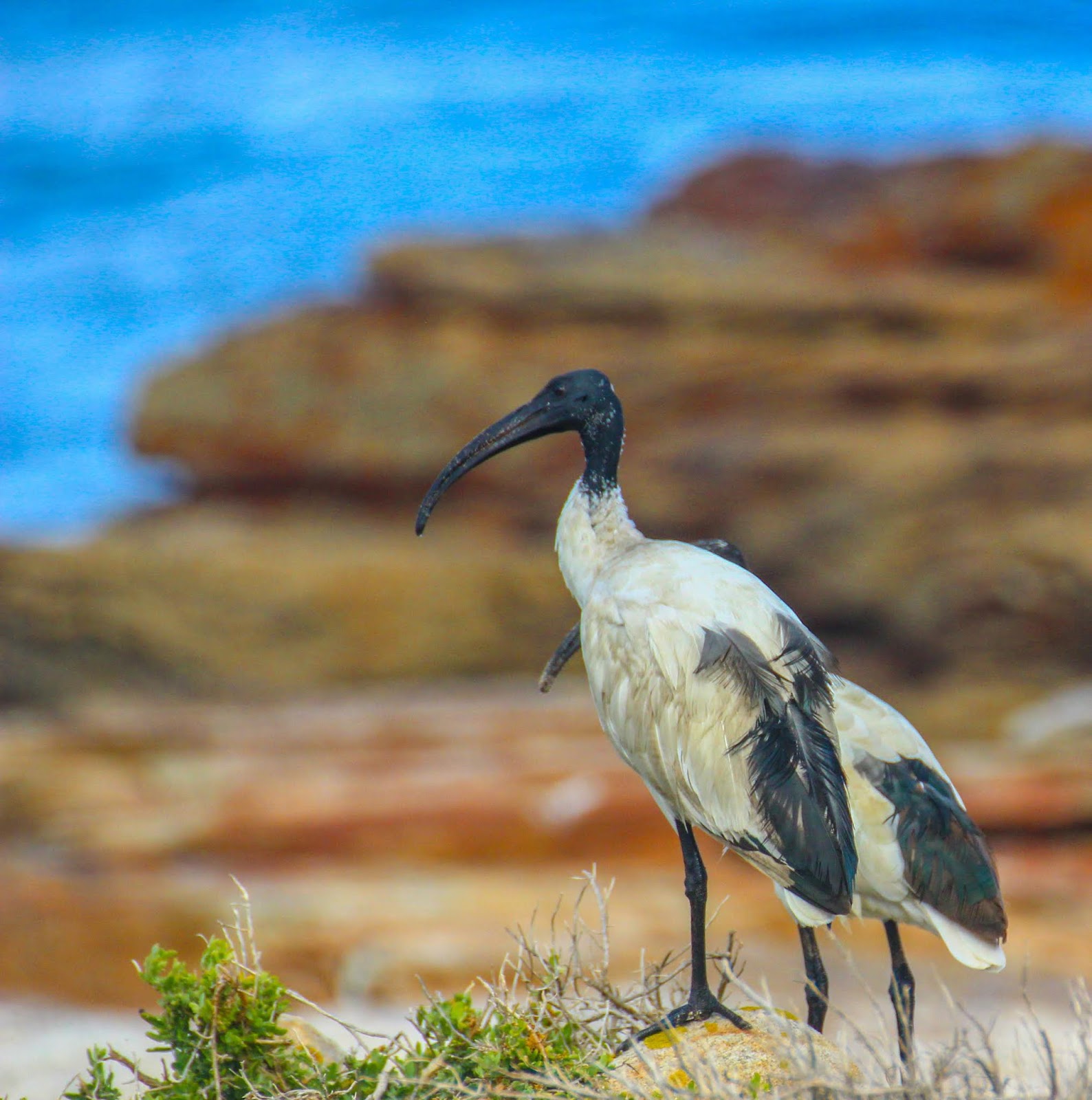 Cannundrums: African Sacred Ibis