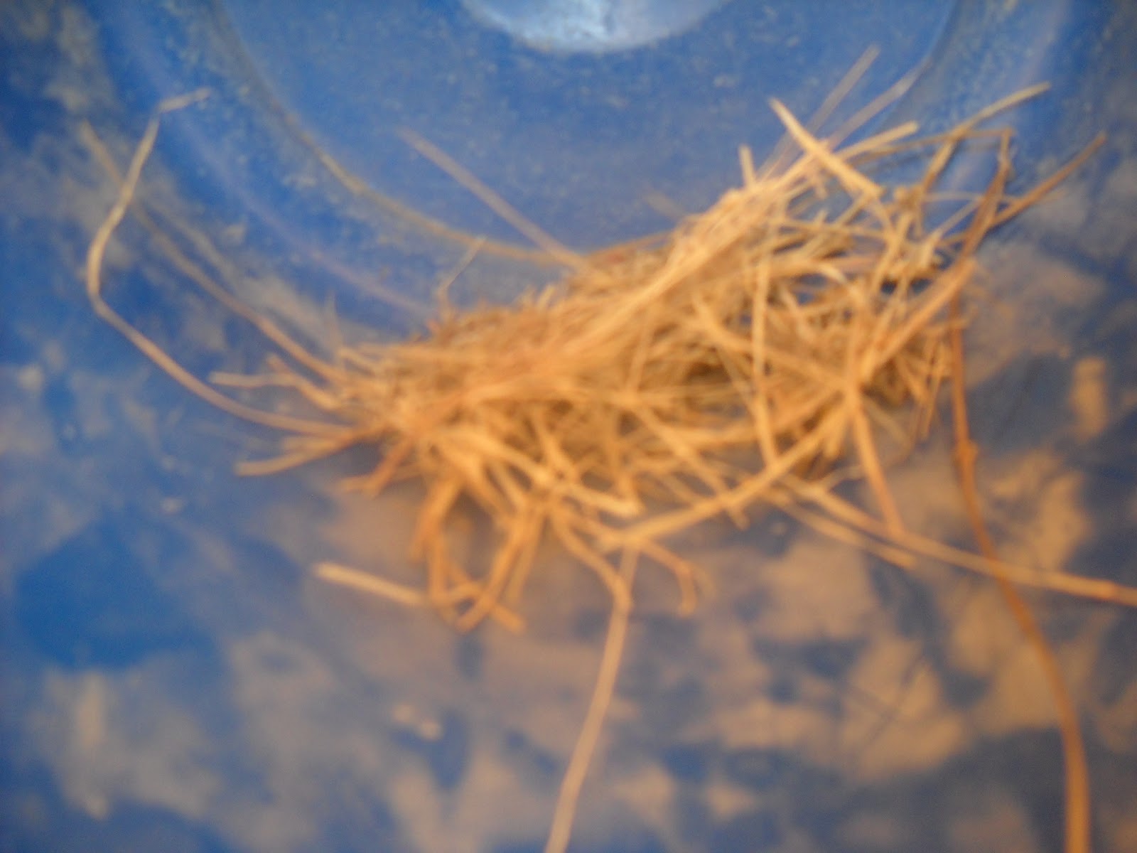 Children Learn Best in their Freeplay: NATURE - SORTING ACTIVITY