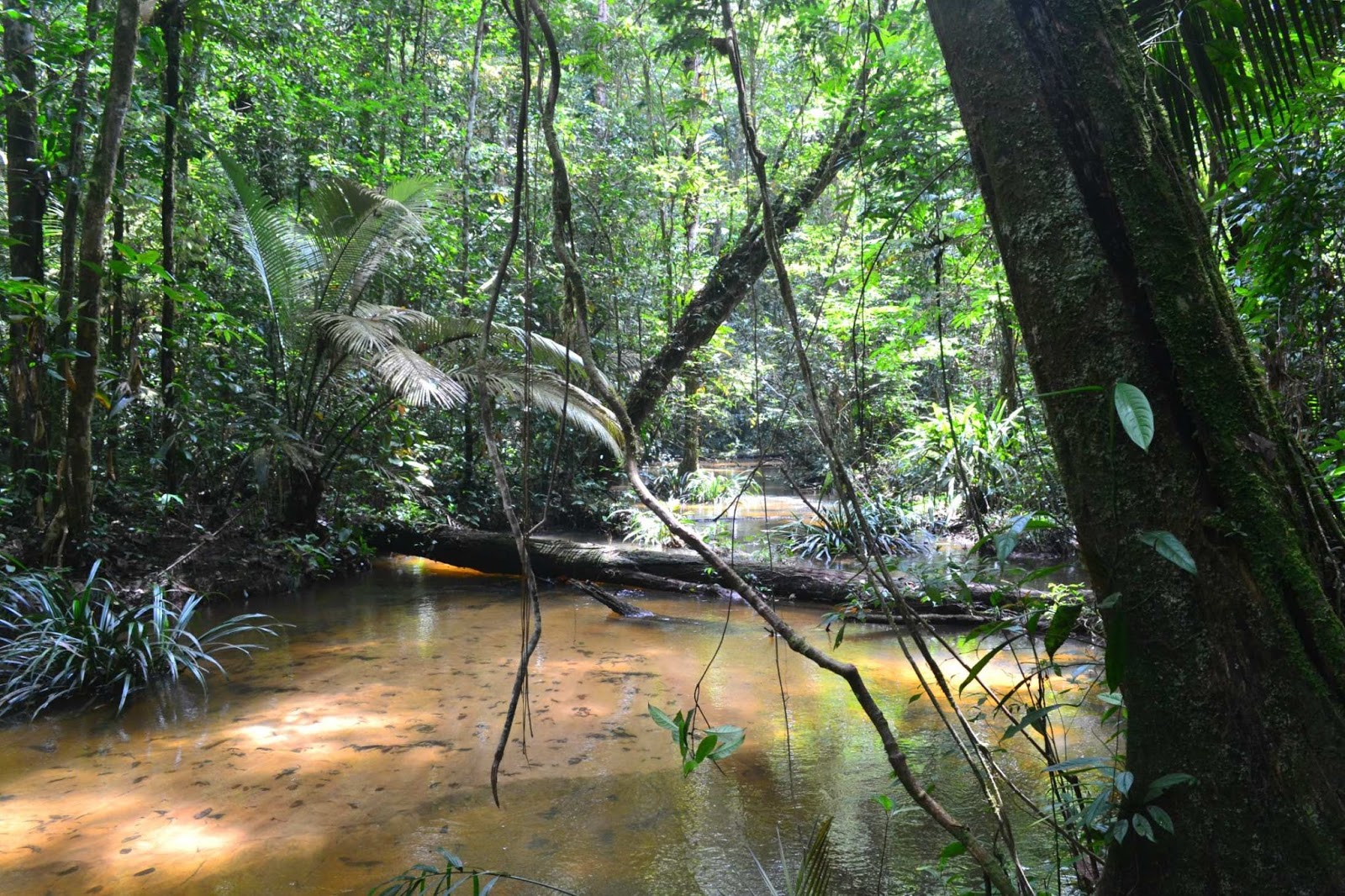 Guyane : un week-end randonnée à Saül. - Les rêveries d'Isisya