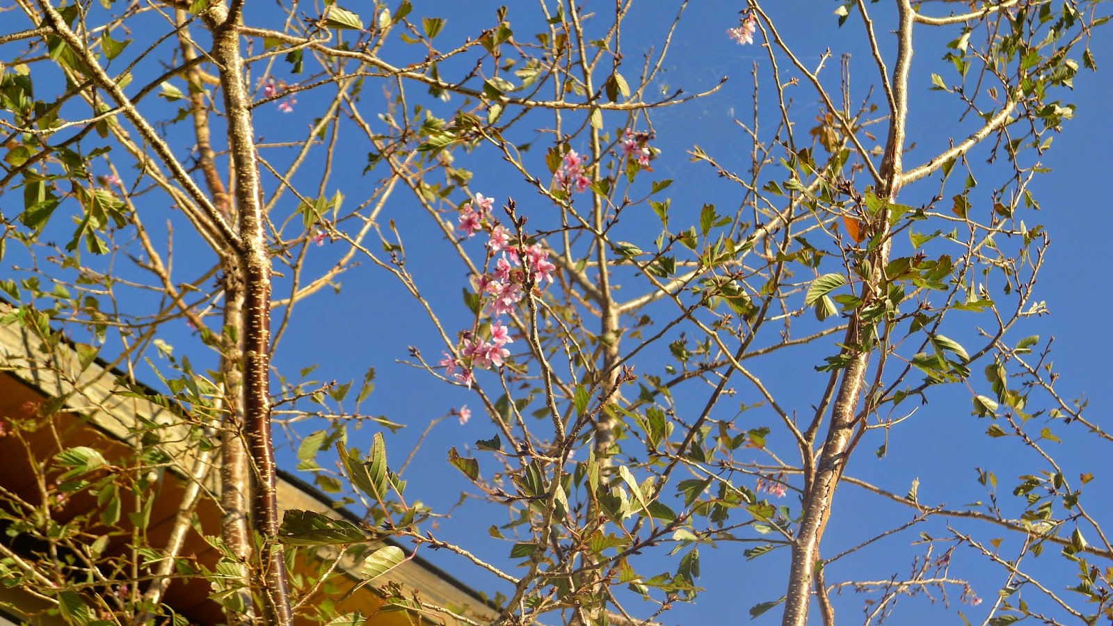 My Beautiful 'Flower - Flower ' World: November'2013 Mei Hua Flower are ...