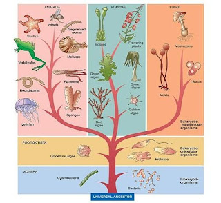 Bacterias Y Aparato Digestivo : DOMINIO EUKARYA
